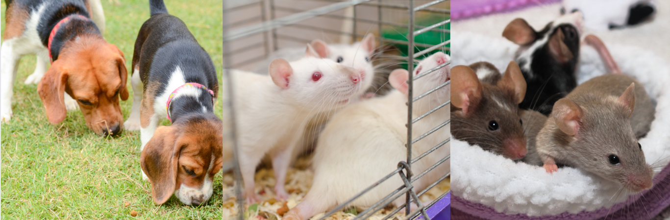 Een Ex-Proefdier Adopteren - Dierproefvrijnl